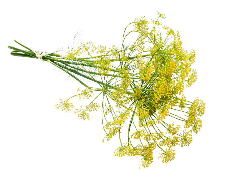 Finocchio e finocchietto selvatico | Bonomelli